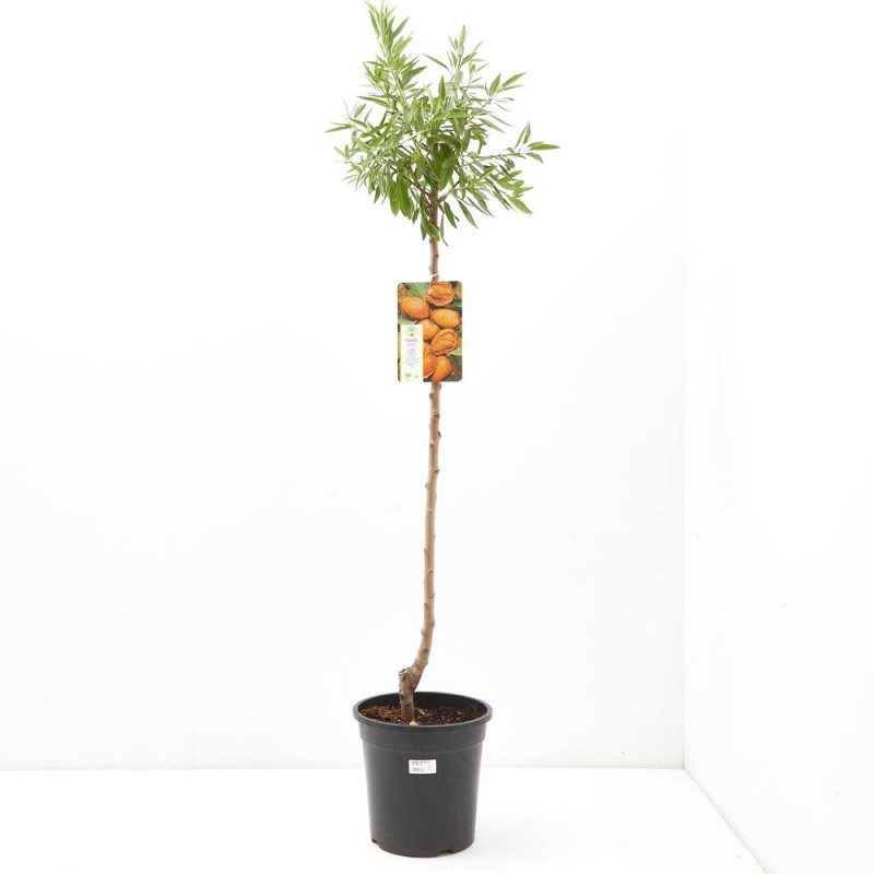 Comprar Almendro marcona maceta 10 litros - Verdecora