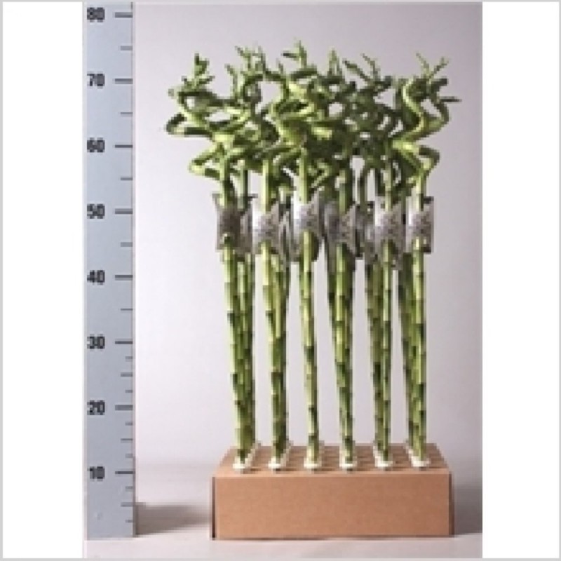 Comprar Lucky bambu espiral 40cm - Verdecora