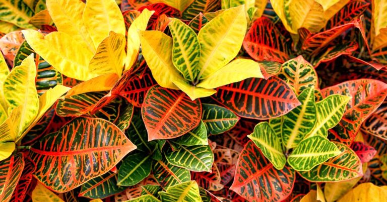 Cuidados del crotón: cultivo de la variedad excellent | Blog Verdecora
