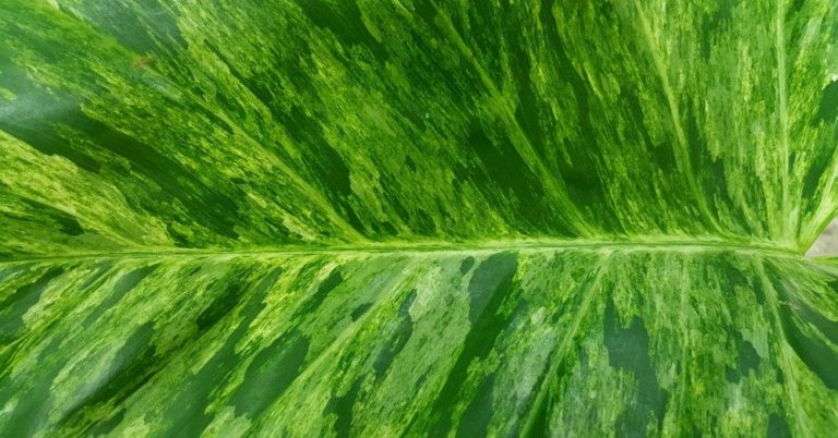 Cuidados del philodendron variegado | Blog Verdecora