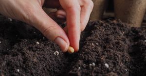 Cómo sembrar una planta correctamente | Blog Verdecora