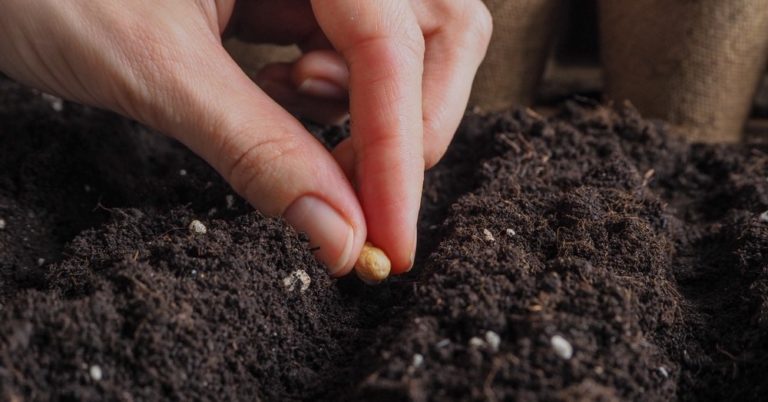 Cómo sembrar una planta correctamente | Blog Verdecora