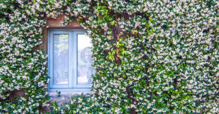5 ideas de plantas para fachadas de casa | Blog Verdecora