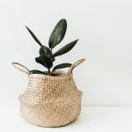 Cómo podar un ficus robusta correctamente | Blog Verdecora