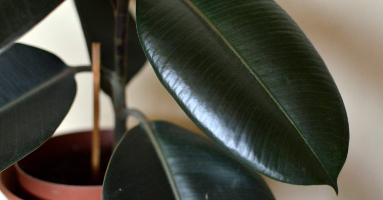 Cómo podar un ficus robusta correctamente | Blog Verdecora