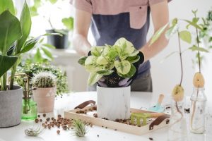 Moho en la tierra de las plantas: aprende a identificarlo | Verdecora