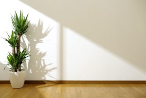 Cuidados de la Yuca, la planta de interior perfecta
