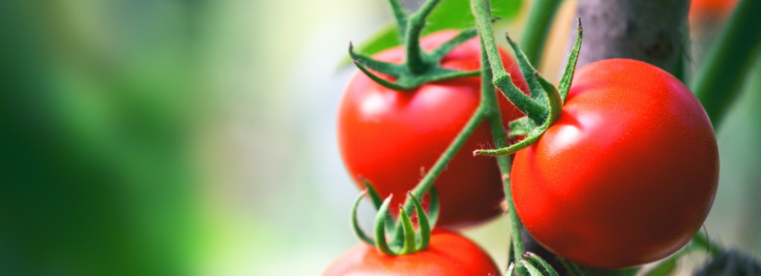 Entrenando Tomates En Un Enrejado De Alambre Amarrar Tomate | TikTok