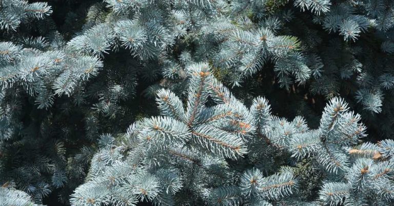 Cuidados de la Picea pungens o abeto azul | Blog Verdecora