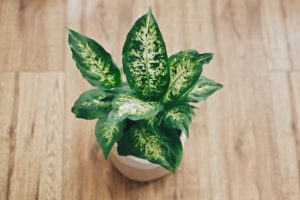 Cuidados de la Dieffenbachia o Difenbachia | Blog Verdecora