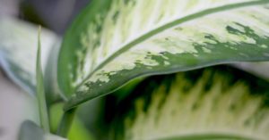 Cuidados de la Dieffenbachia o Difenbachia | Blog Verdecora
