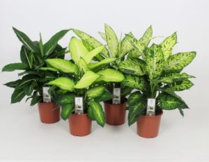 Cuidados de la Dieffenbachia o Difenbachia | Blog Verdecora