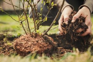 Qué es el mantillo para plantas y para qué sirve | Blog Verdecora