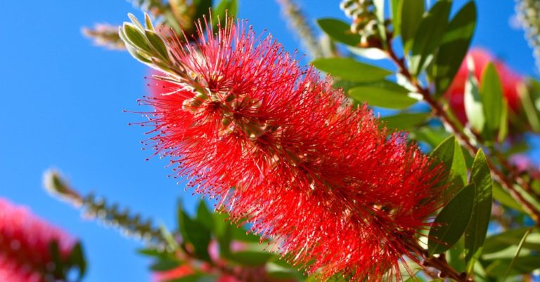 Callistemon: cuidados de la planta Limpiatubos | Blog Verdecora