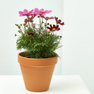 Cuidados de la planta Cosmos, la flor del verano | Blog Verdecora