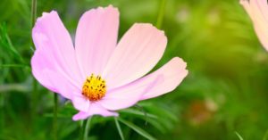 Cuidados de la planta Cosmos, la flor del verano | Blog Verdecora