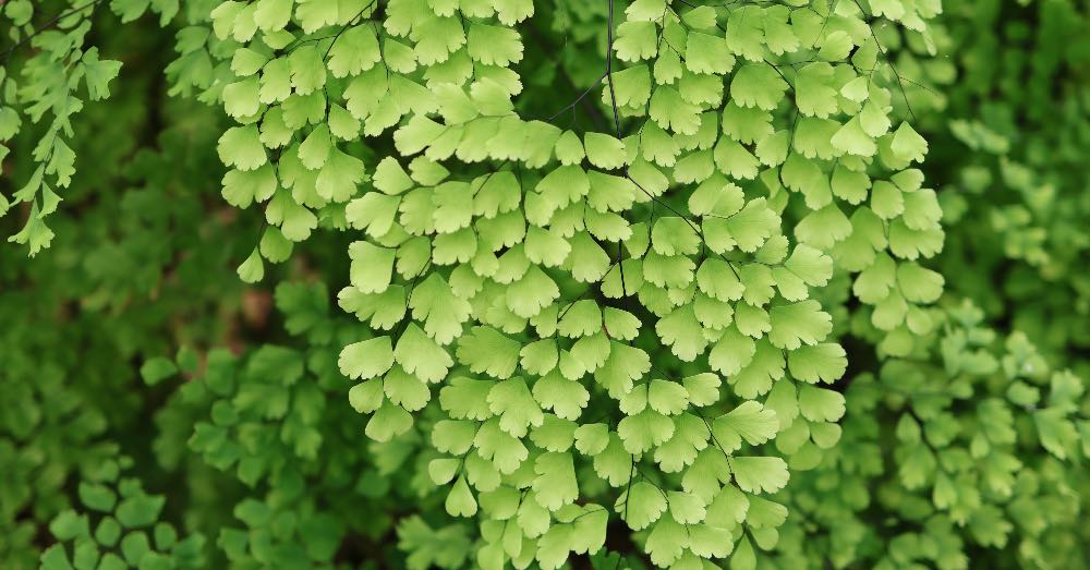 Cuidados del helecho culantrillo o Adiantum - Blog Verdecora