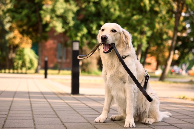 Cómo proteger a los perros frente a la oruga procesionaria | Blog Verdecora
