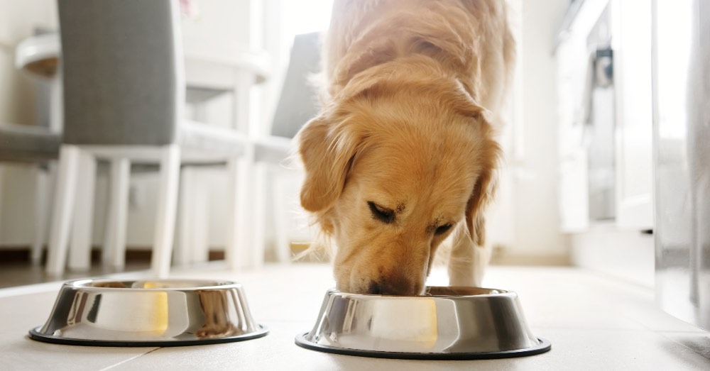 Comida casera para perros: consejos y recetas fáciles de hacer | Blog ...