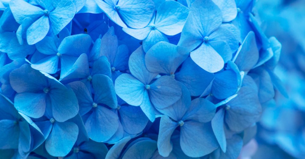 7 plantas azules ideales para decorar tu casa | Blog Verdecora