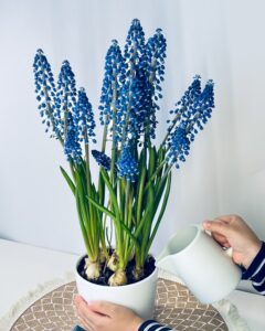 Cuidados del muscari: cómo plantar el nazareno | Blog Verdecora