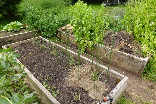 Tipos de tutores para tomates y otras plantas del huerto | Blog Verdecora
